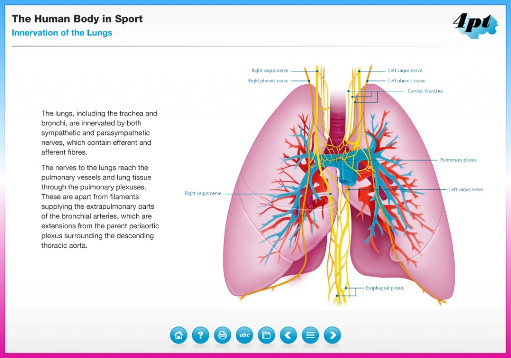 Human Body in Sport : 4pt Limited