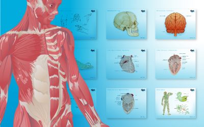 Medical Illustration Archives : 4pt Limited